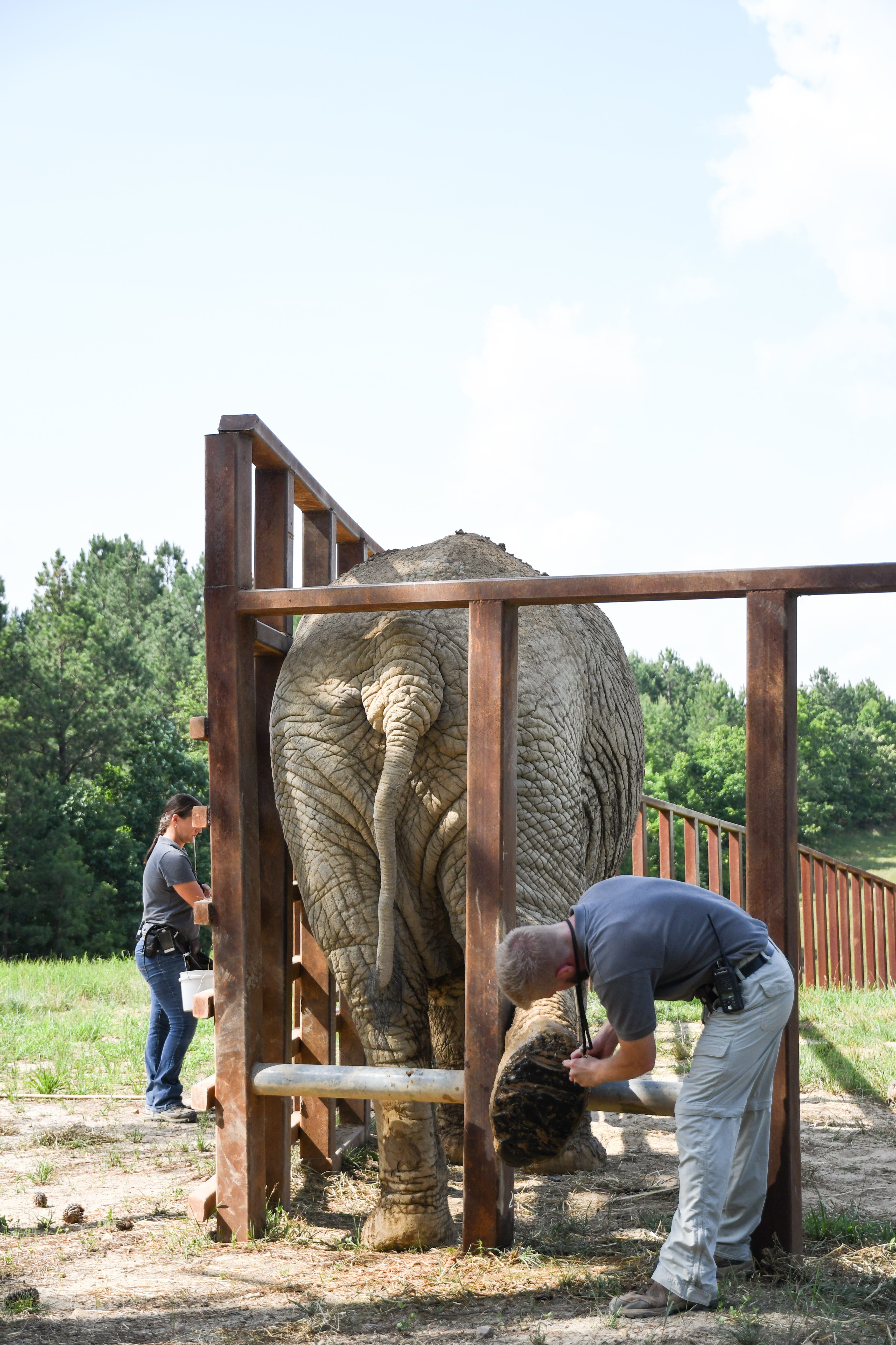 Elephant Foot Care EleNotes The Elephant Sanctuary In Tennessee